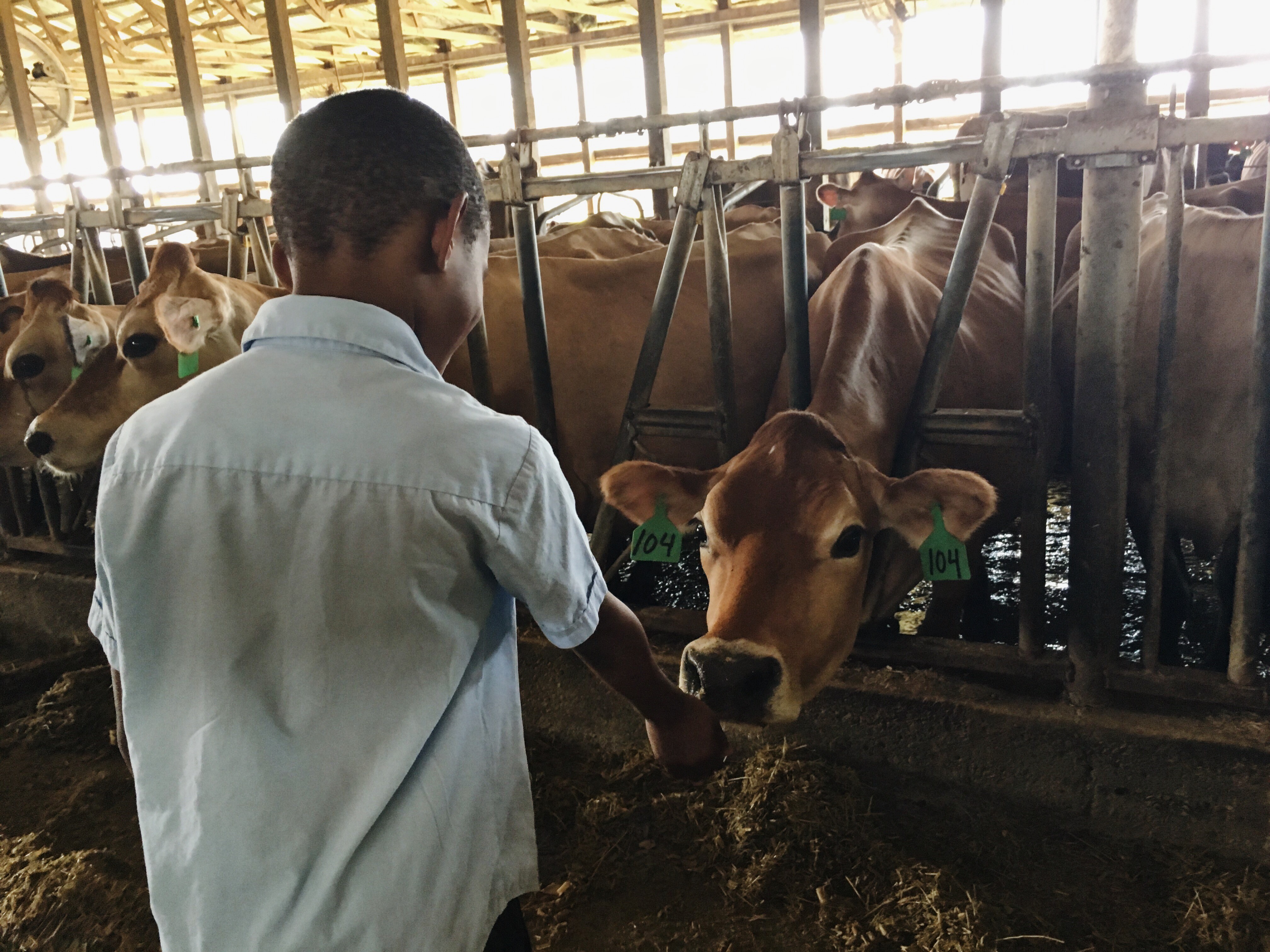 Take a Trip to a Dairy Farm - Discover Dairy