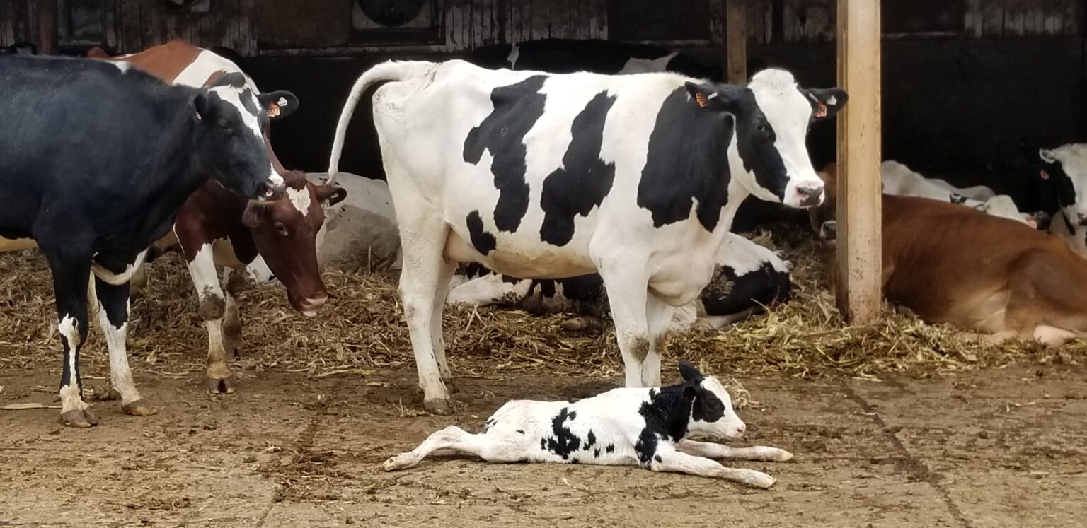 Dairy Farm Field Trips Lead to New Memories and Experiences - Discover ...