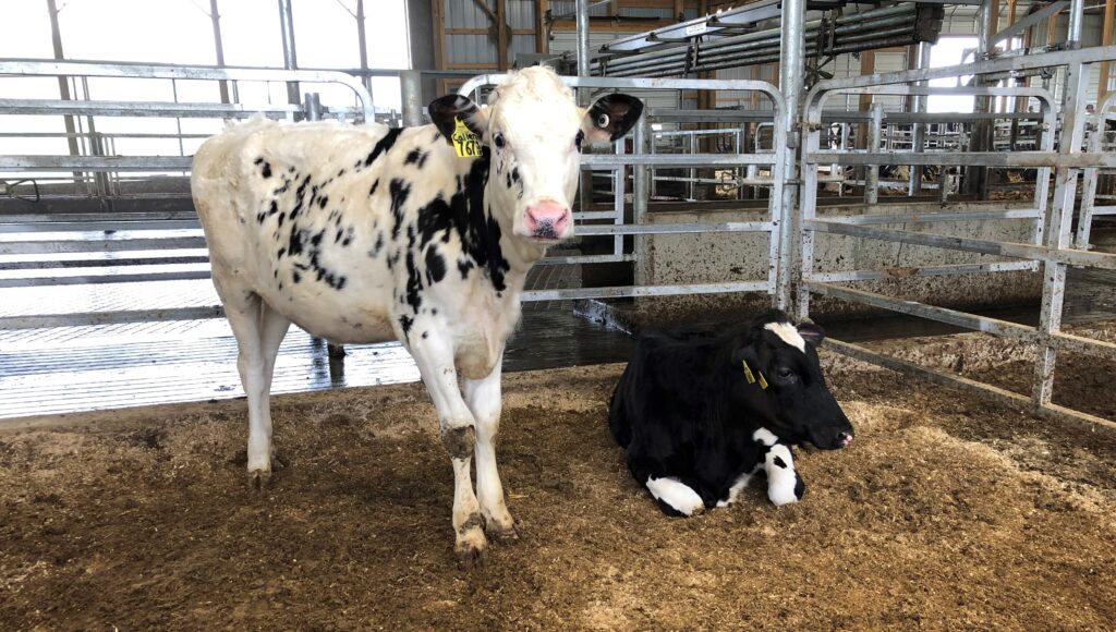 “Adopt a Cow” Program Gives Students an Inside Look at Dairy Farming ...