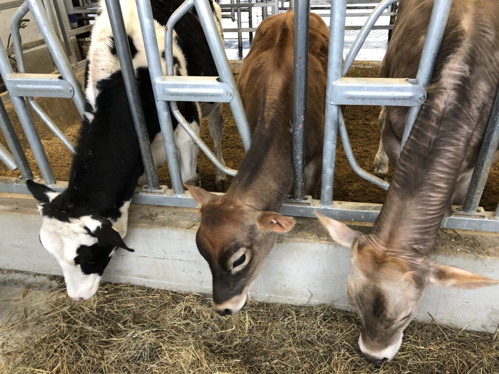 “Adopt a Cow” Program Gives Students an Inside Look at Dairy Farming ...