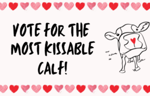 Vote for the Most Kissable Calf - Discover Dairy