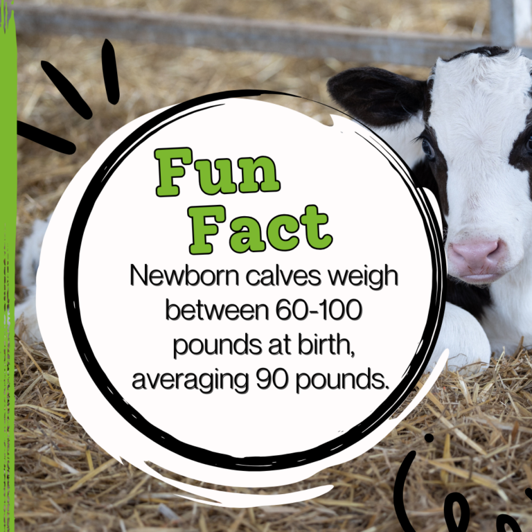 Dairy Fun Fact - Discover Dairy
