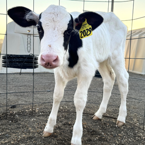 Peony - Four Pines Farm - Discover Dairy